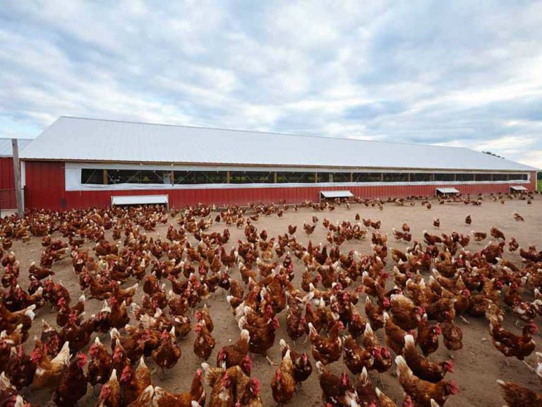 Chicken Barn - Prairie Building Systems